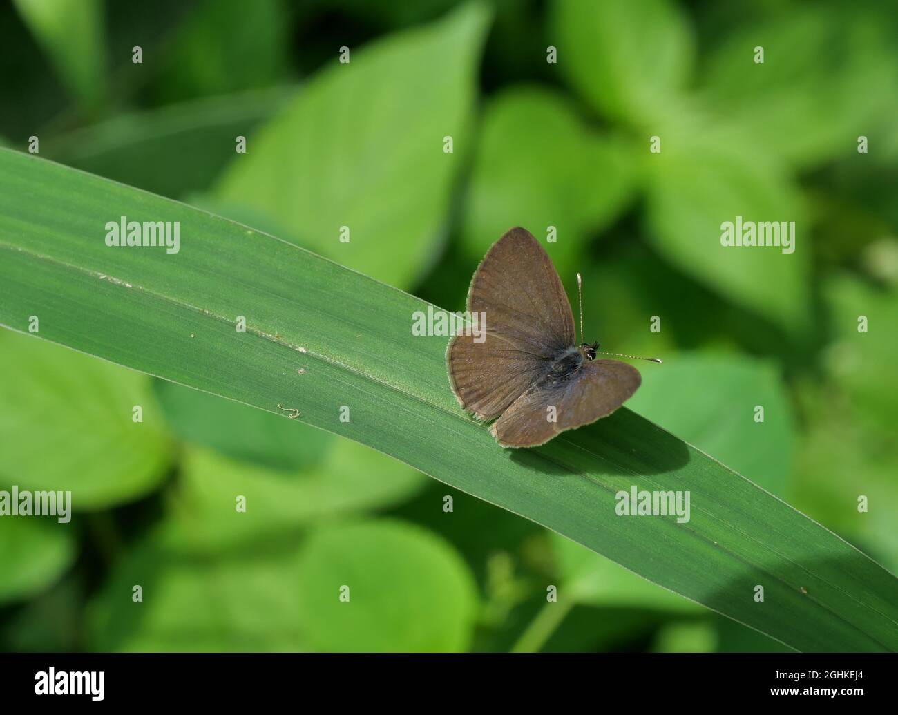 Tailless Line Blue butterfly on leaf with natural green background ...