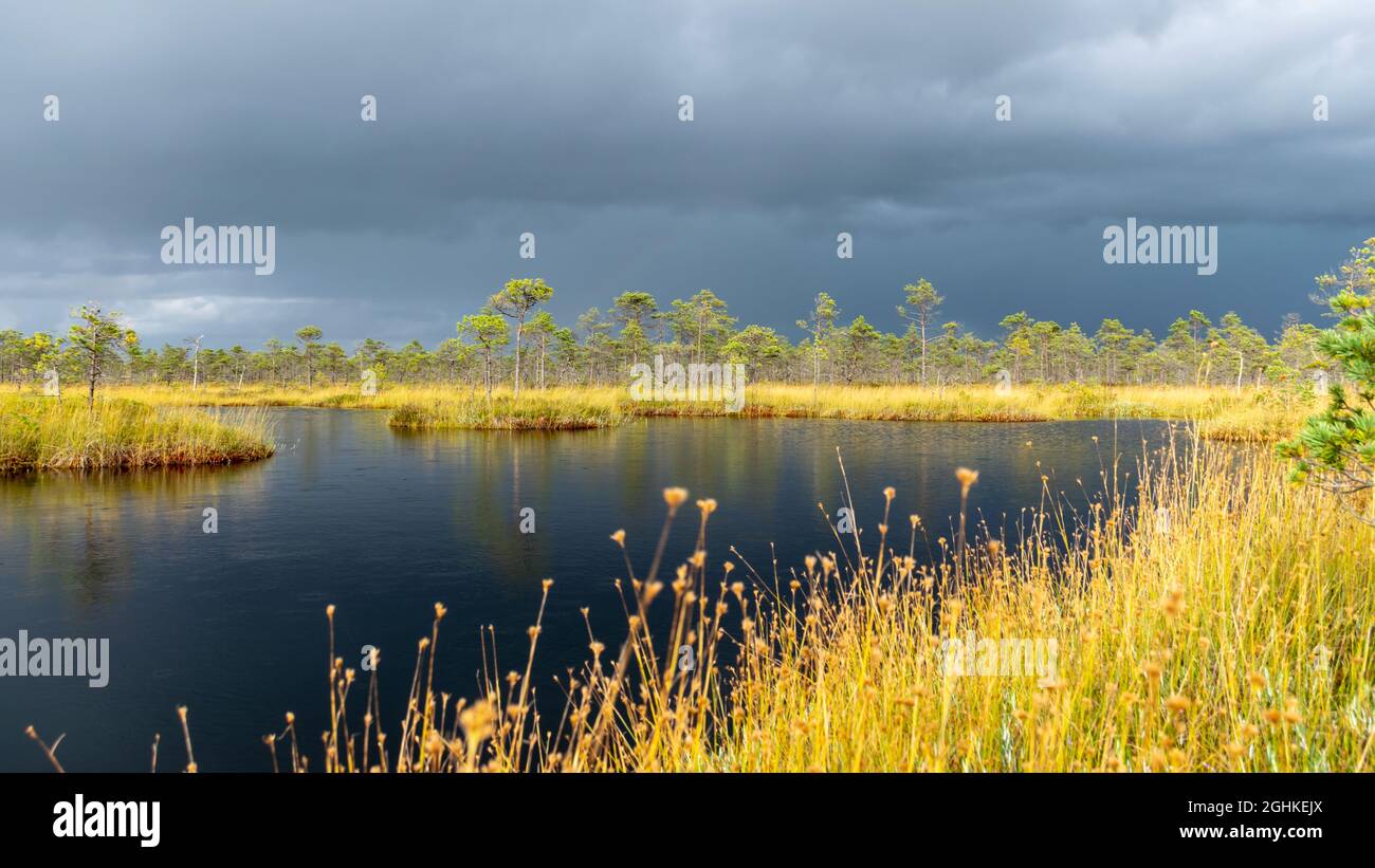 Dramatic clouds on the horizon, beautifu bog landscape before the storm ...