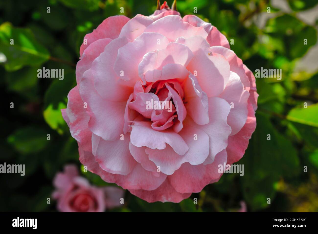 Beautifulroses hi-res stock photography and images - Alamy