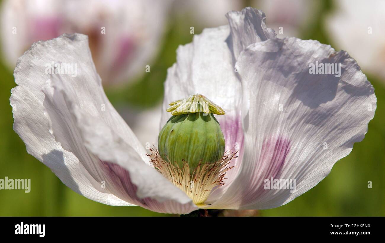 Detail of flowering opium poppy papaver somniferum, white colored poppy ...