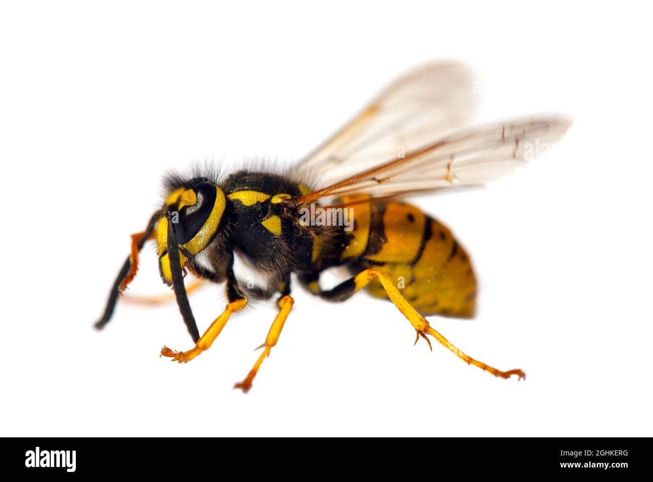 European wasp German wasp or German yellowjacket isolateed on white ...