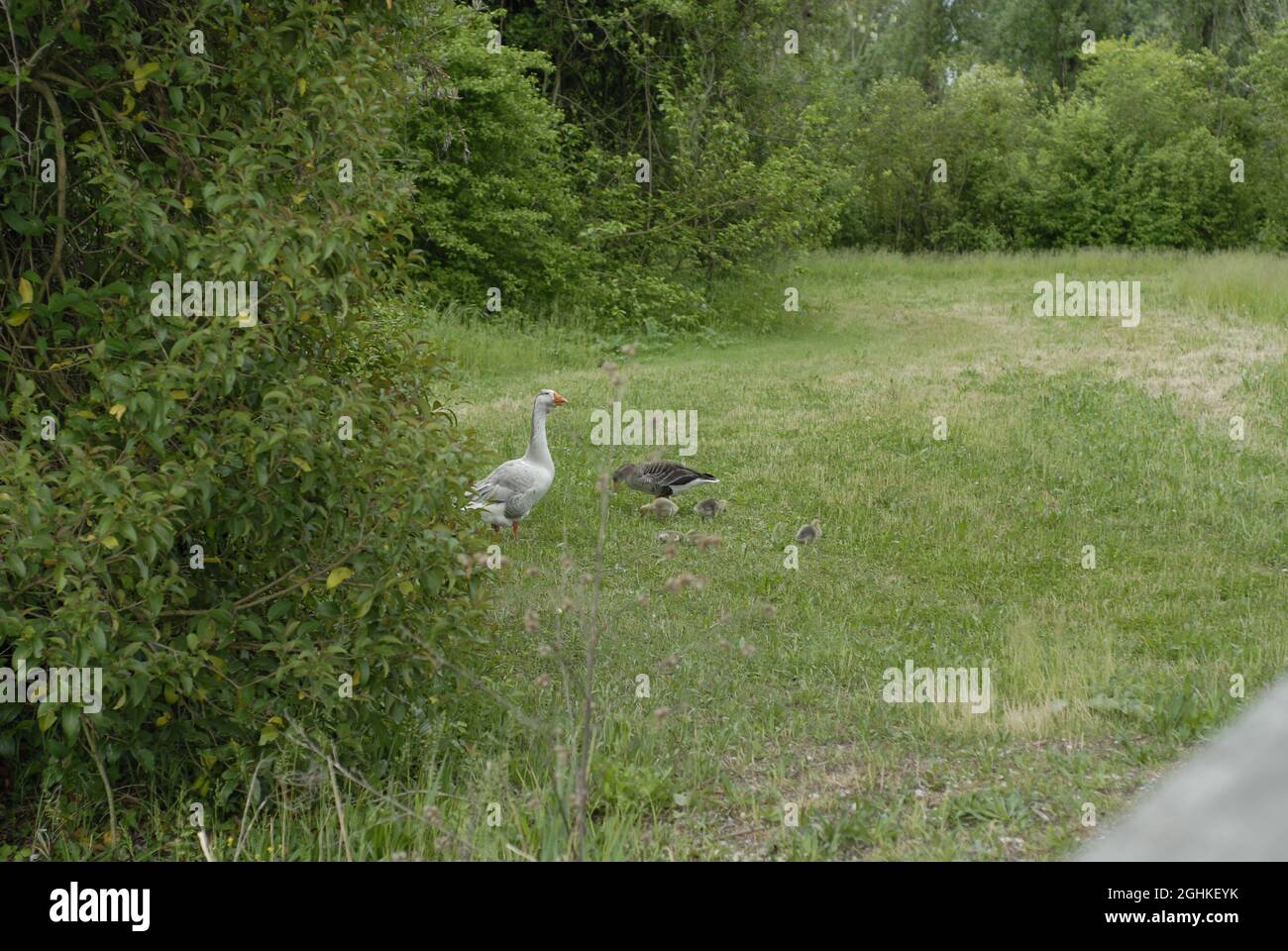 Grassland goose hi-res stock photography and images - Alamy