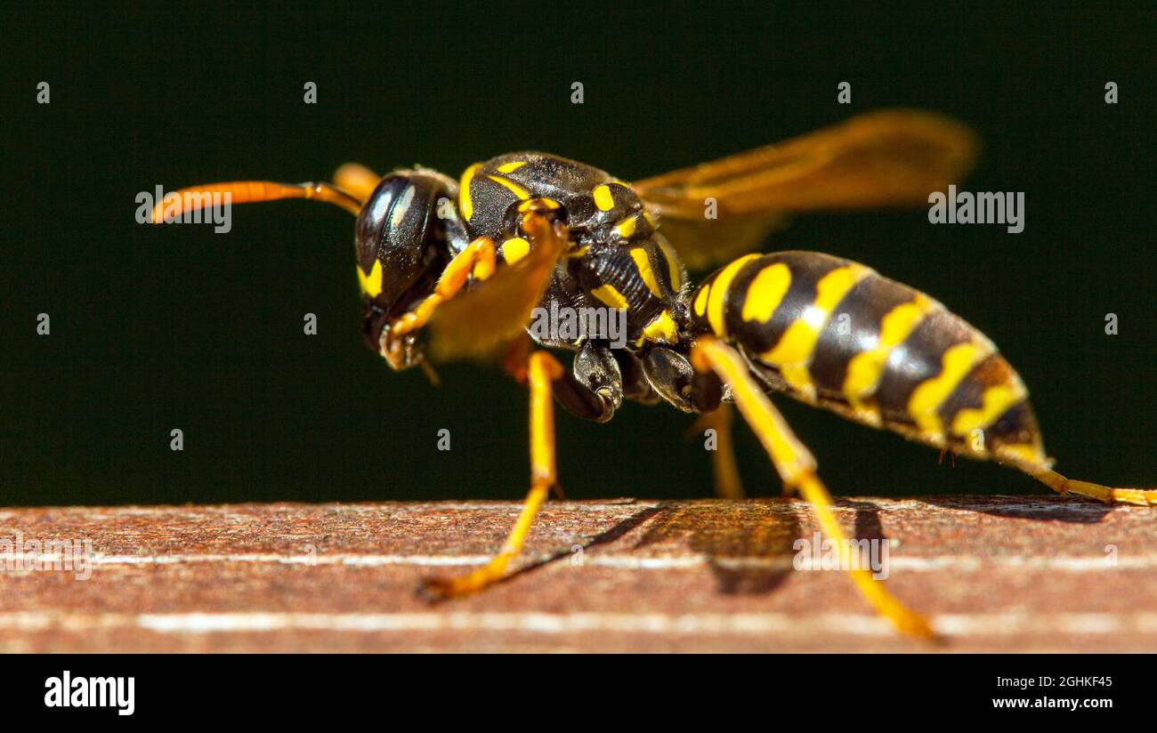 Wasp german european yellowjacket hi-res stock photography and images ...
