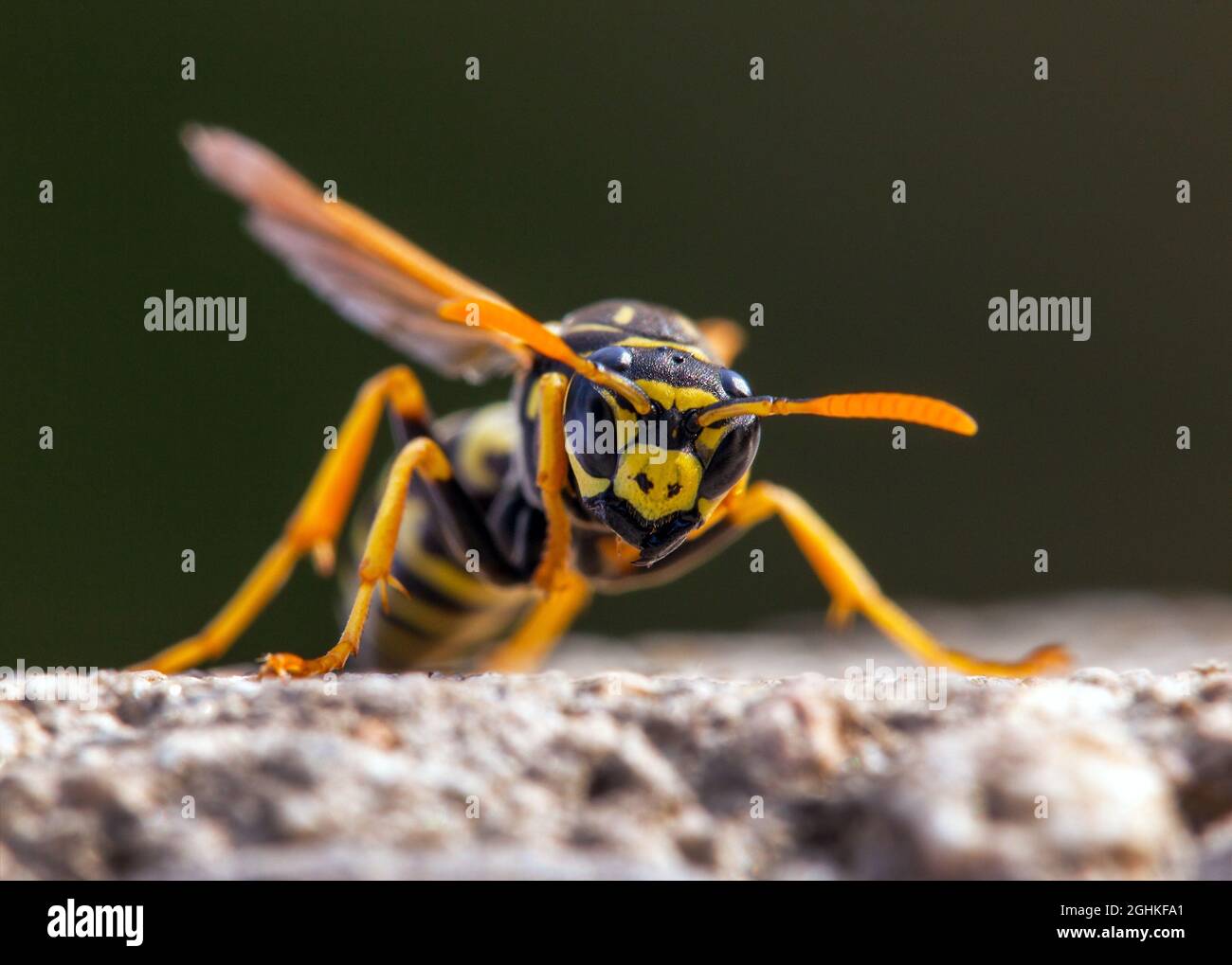 German insect fauna hi-res stock photography and images - Alamy