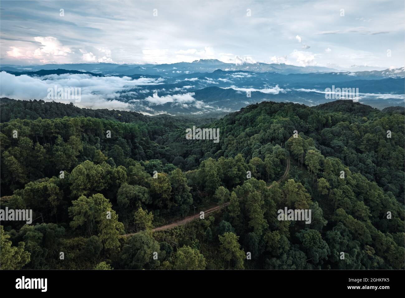 Pine forest in the mountains in the morning form above drone Stock ...