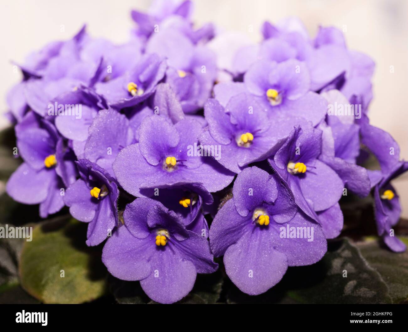 Violet Saintpaulias flowers commonly known as African violets Parma ...
