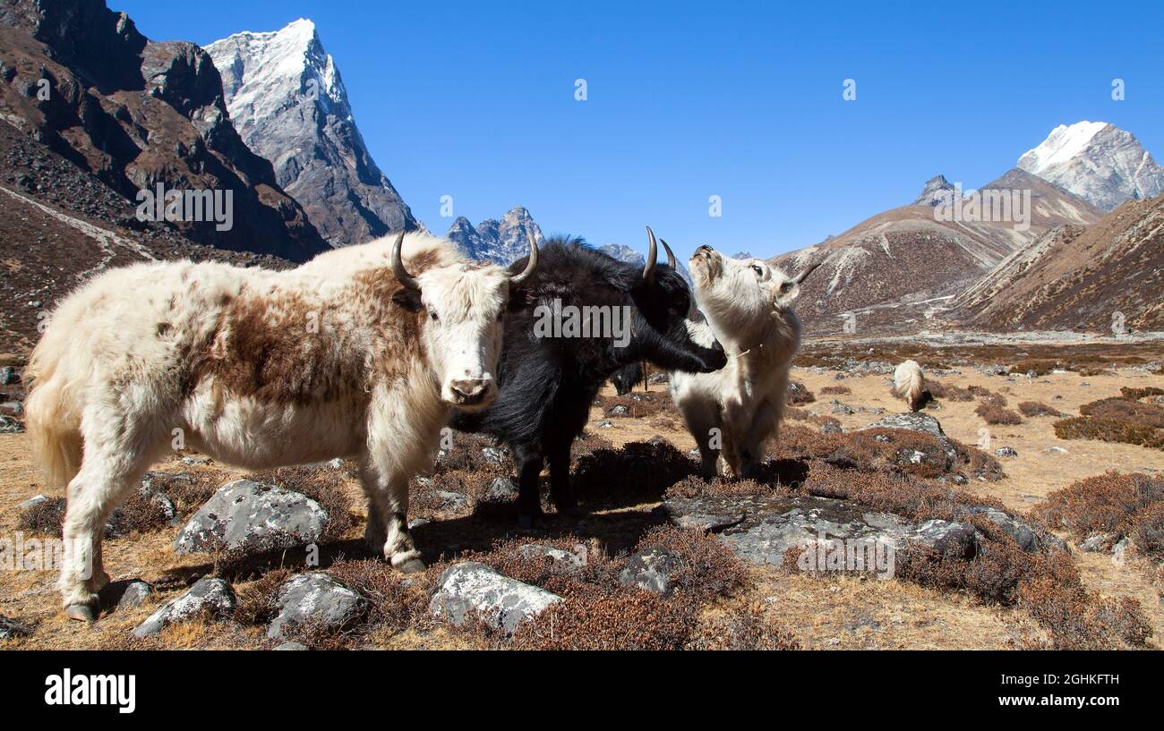 yak, group of three yaks on the way to Everest base camp, Nepal Himalayas mountains. Yak is farm ...