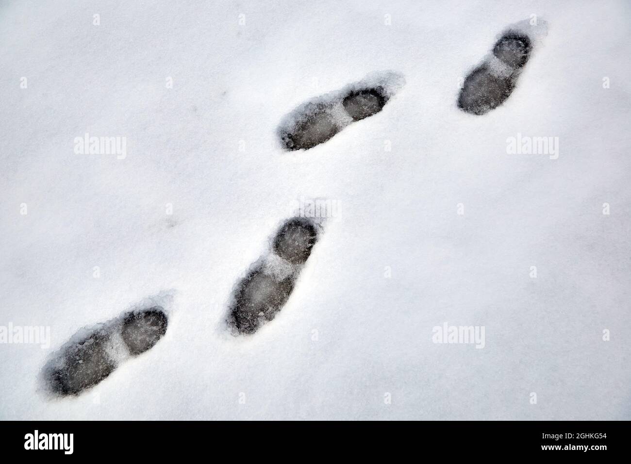 Frozen boot print on a snow, abstract background Stock Photo - Alamy