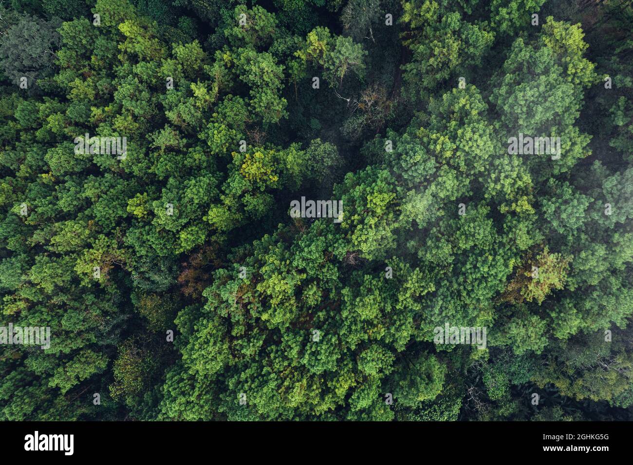 Pine forest in the mountains in the morning form above drone Stock ...