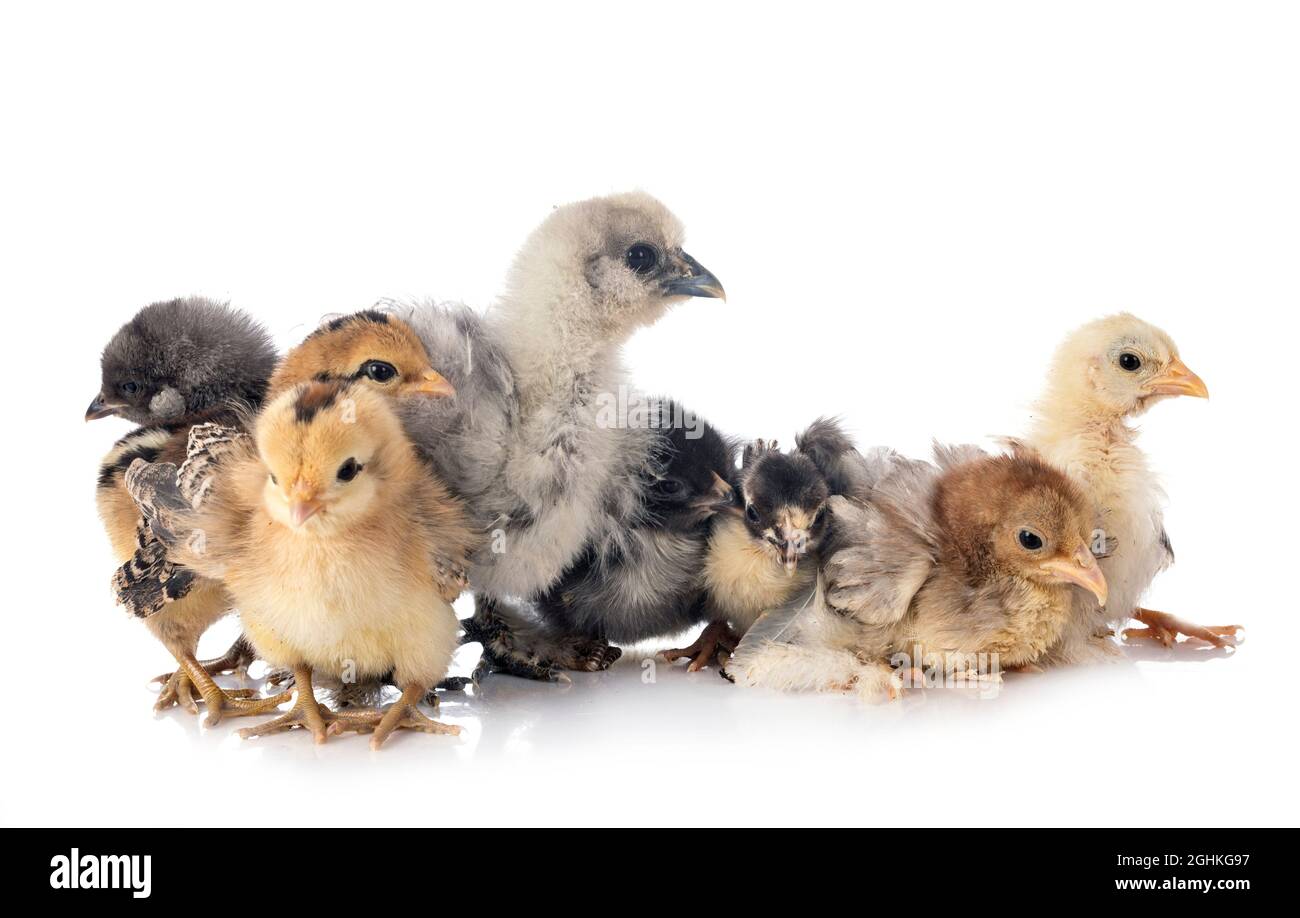 young chicks in front of white background Stock Photo - Alamy