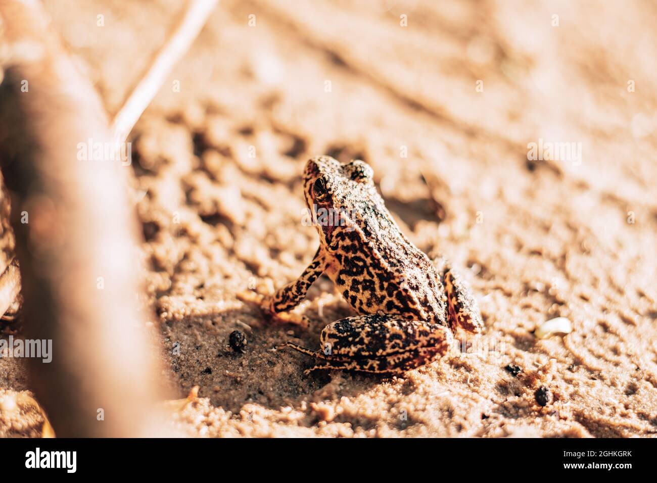 Partially blurred image of yellow-black lake frog sitting on sand in ...