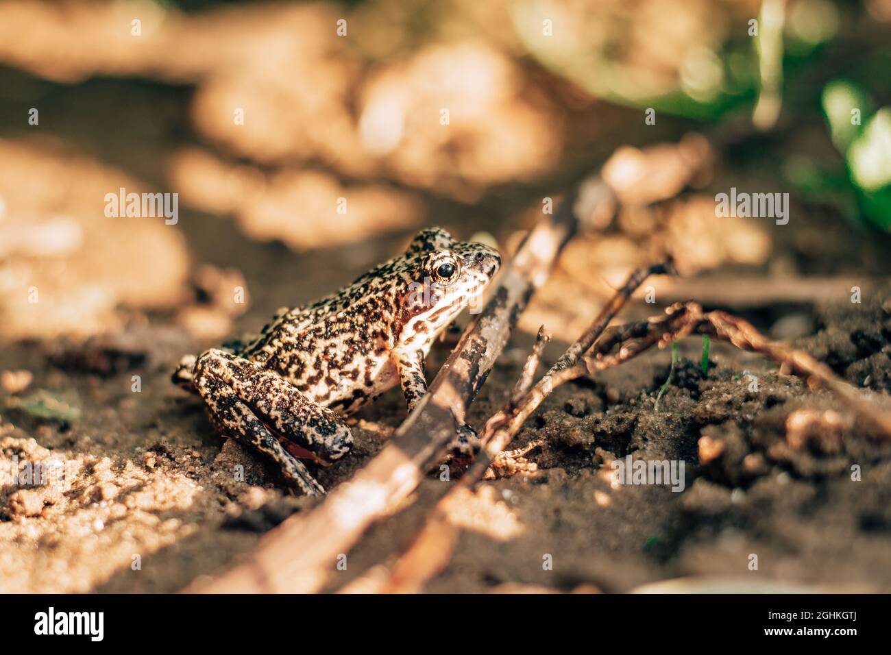 Partially blurred image of yellow-black lake frog sitting on sand in ...