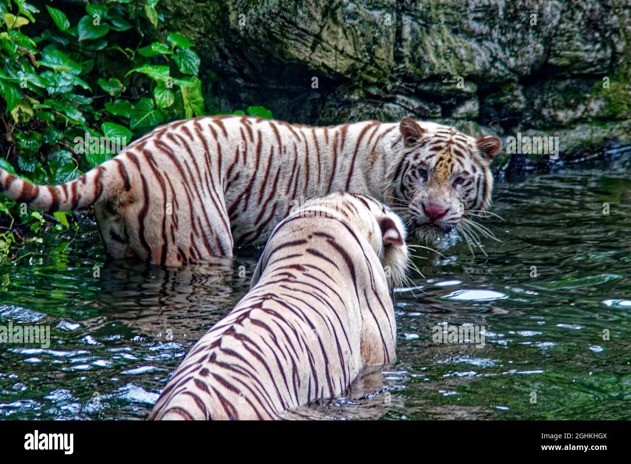 Tiger singapore hi-res stock photography and images - Alamy
