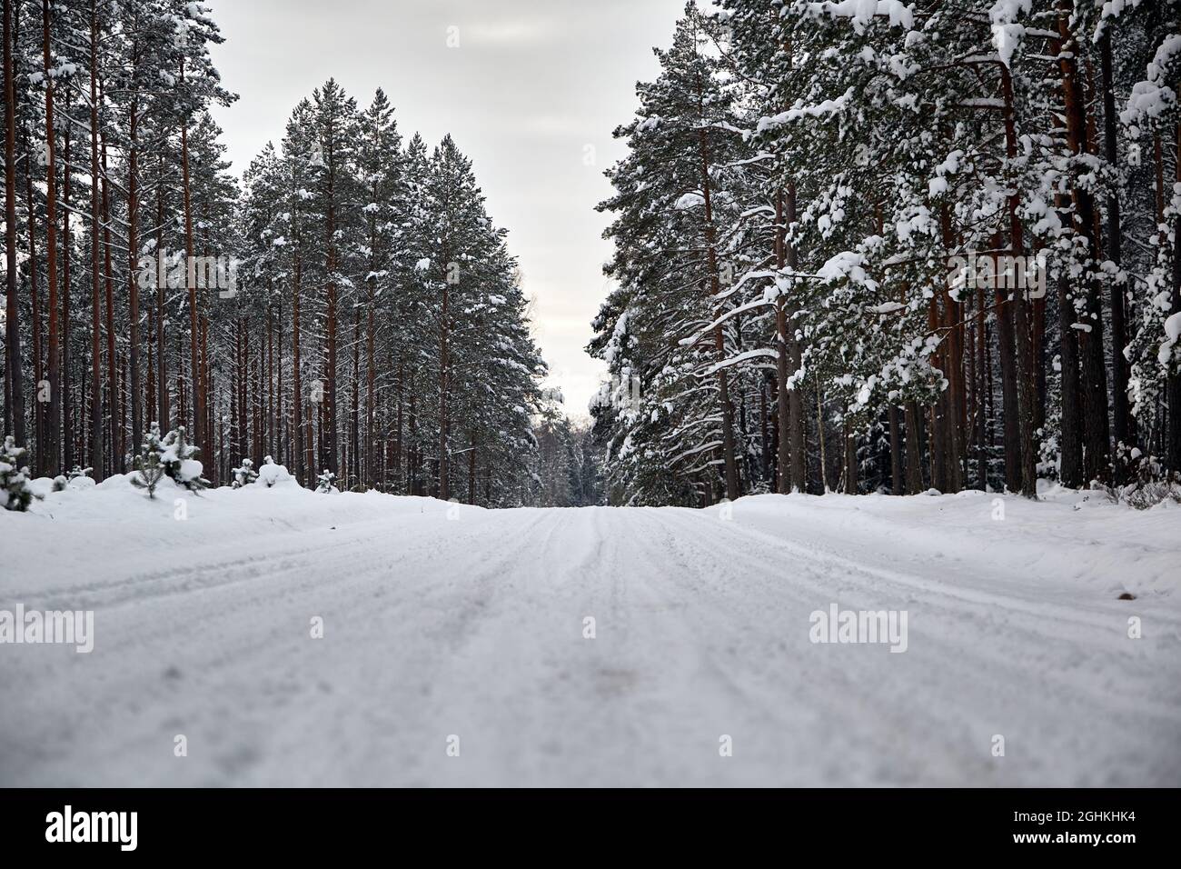 January 18, 2021, Engure Latvia: snowy country road in forest in winter ...