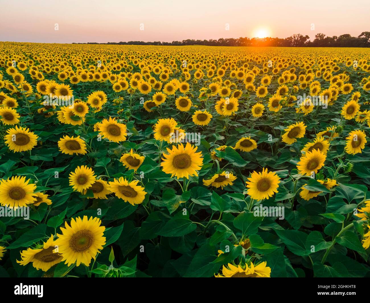 Beautiful evening landscape, sunset on a sunflowers field Stock Photo ...