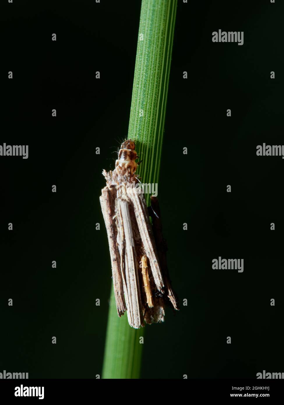 Case Moth Caterpillar High Resolution Stock Photography and Images - Alamy