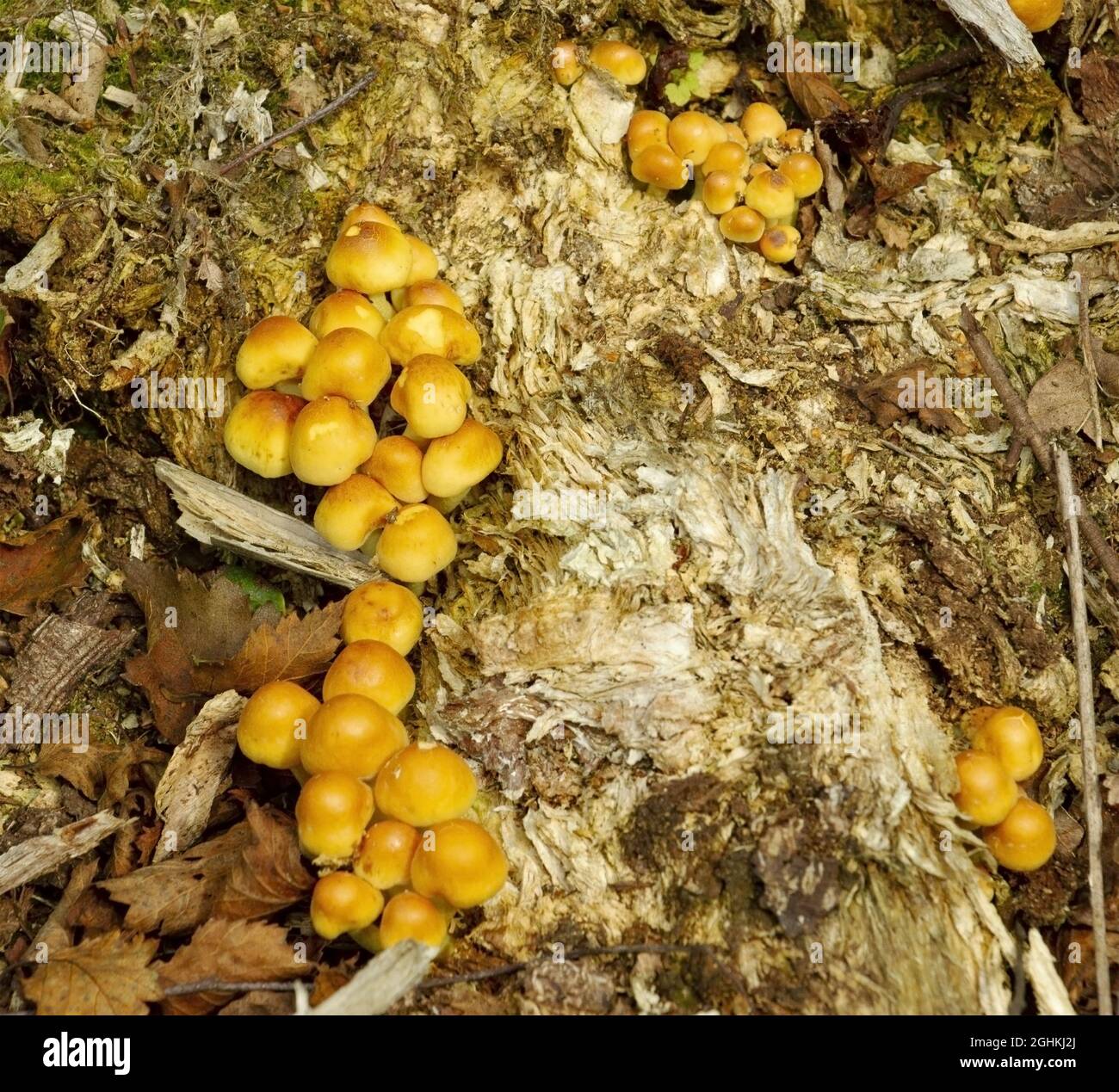 Smaller in size, but very similar to the Common Honey Fungus, the ...