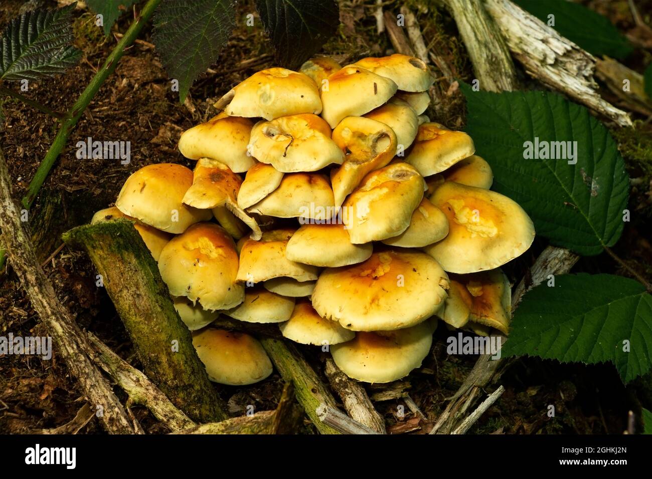 The Honey Fungus is a virulent parasite of mainly deciduous trees and ...