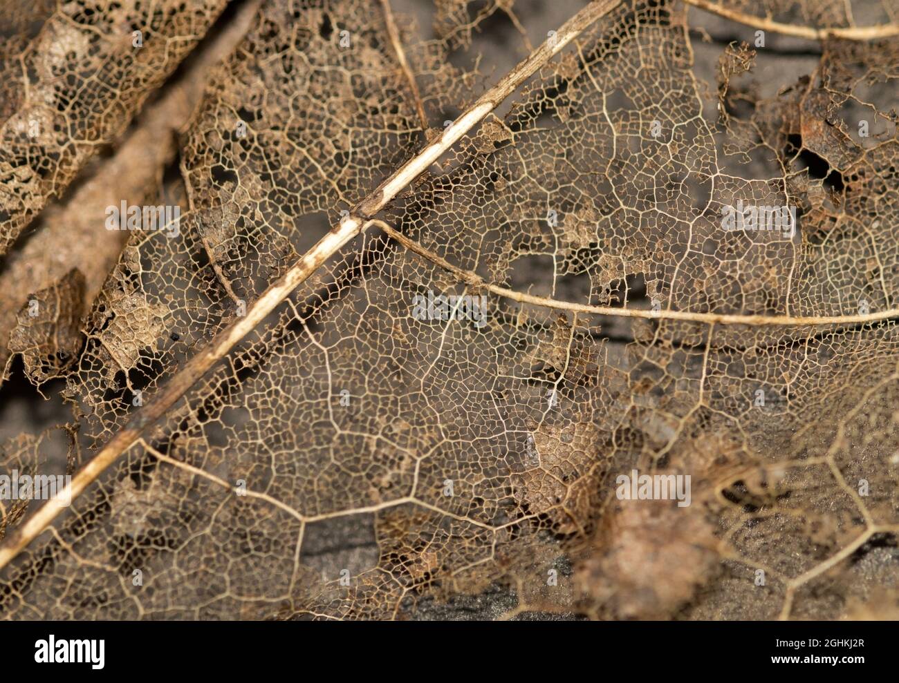 In autumn, the season of the Fall, deciduous leaves are shed before the ...