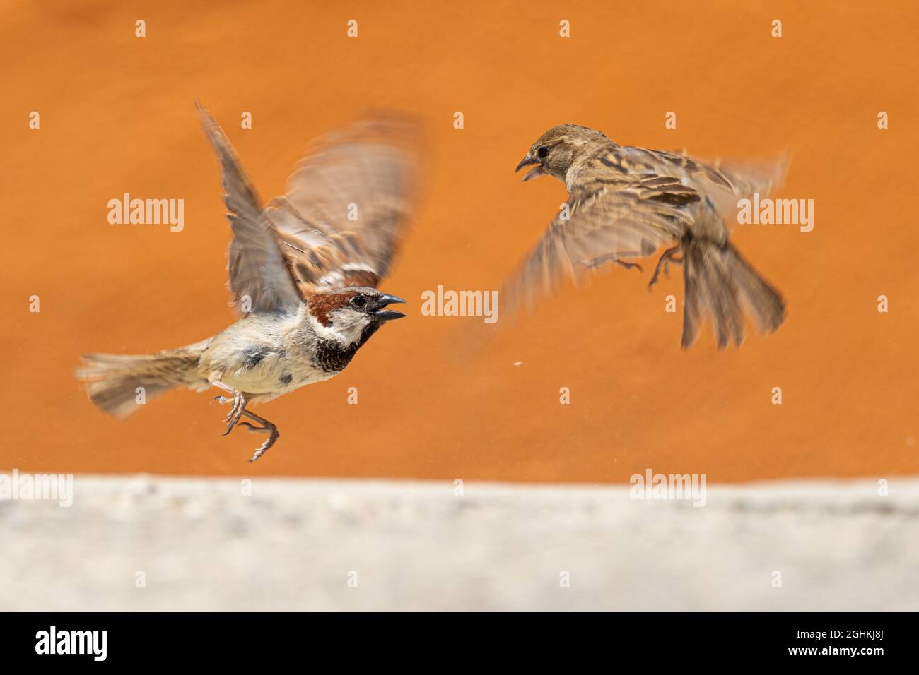 A fight between two sparrows (Passer domesticus Stock Photo - Alamy
