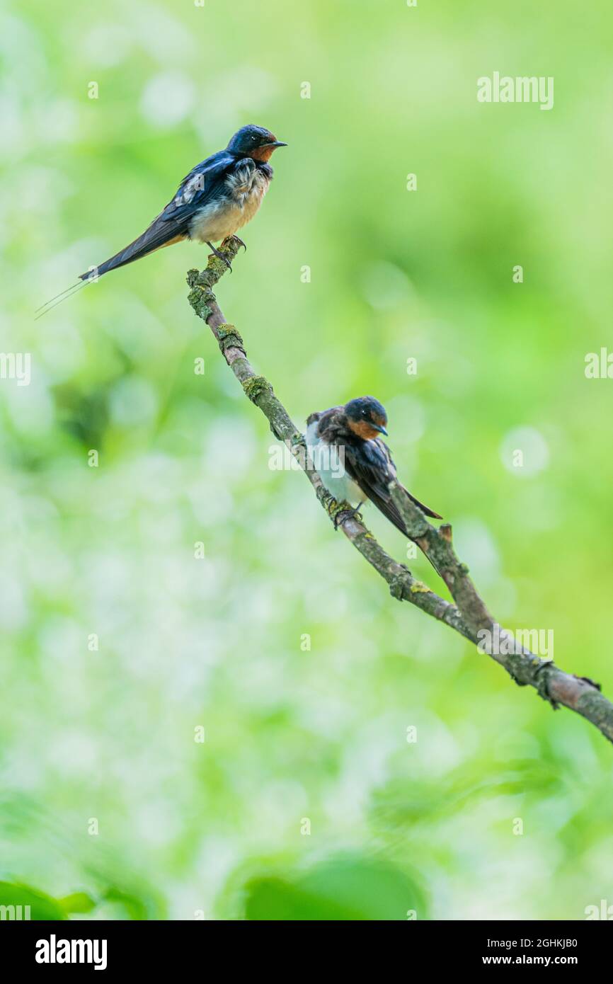 Adult barn swallow (Hirundo rustica) feeding young swallows Stock Photo ...