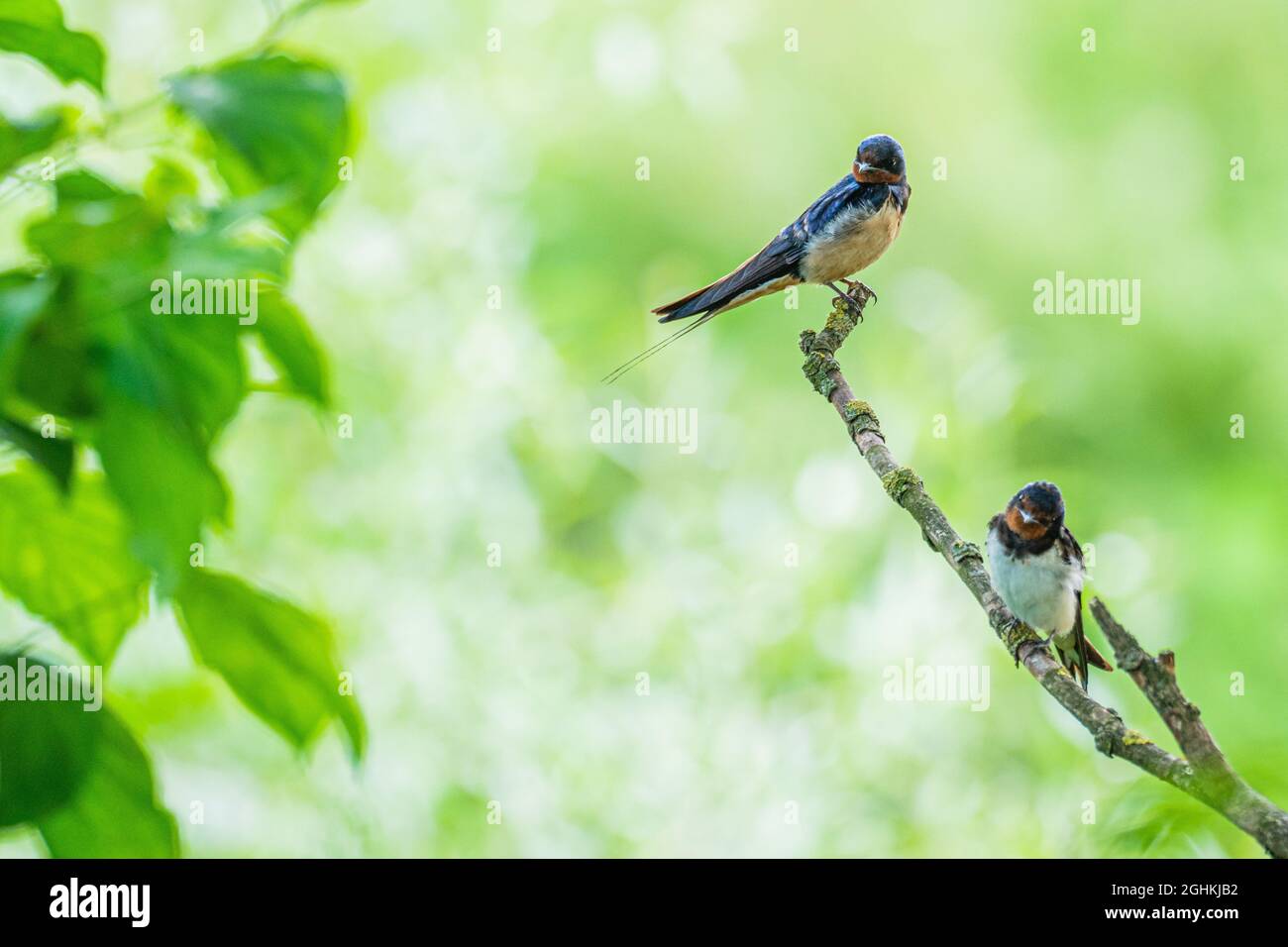 Adult barn swallow (Hirundo rustica) feeding young swallows Stock Photo ...