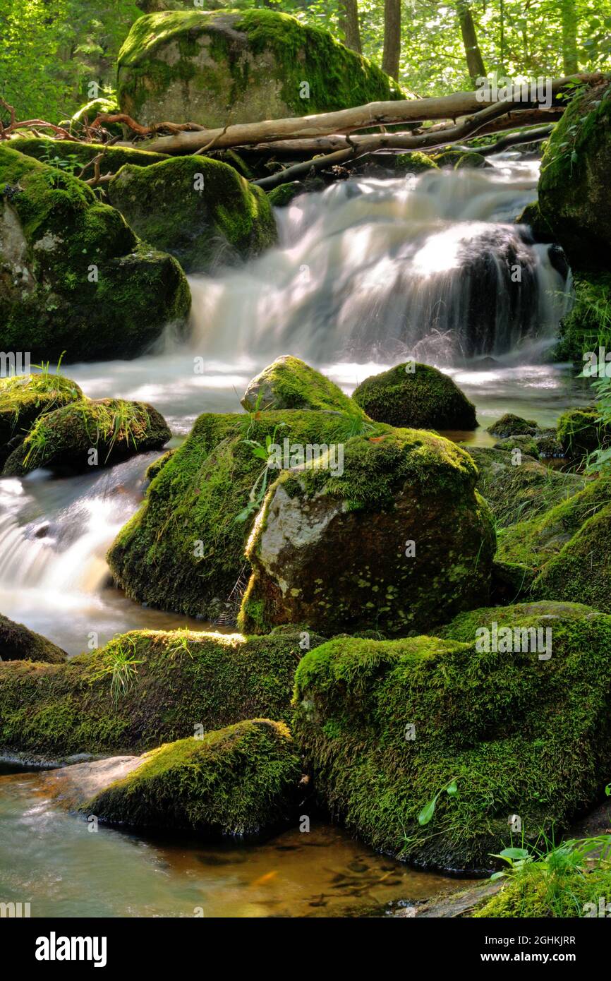 rapids on the wild river in the forest - water flowing over rocks Stock ...