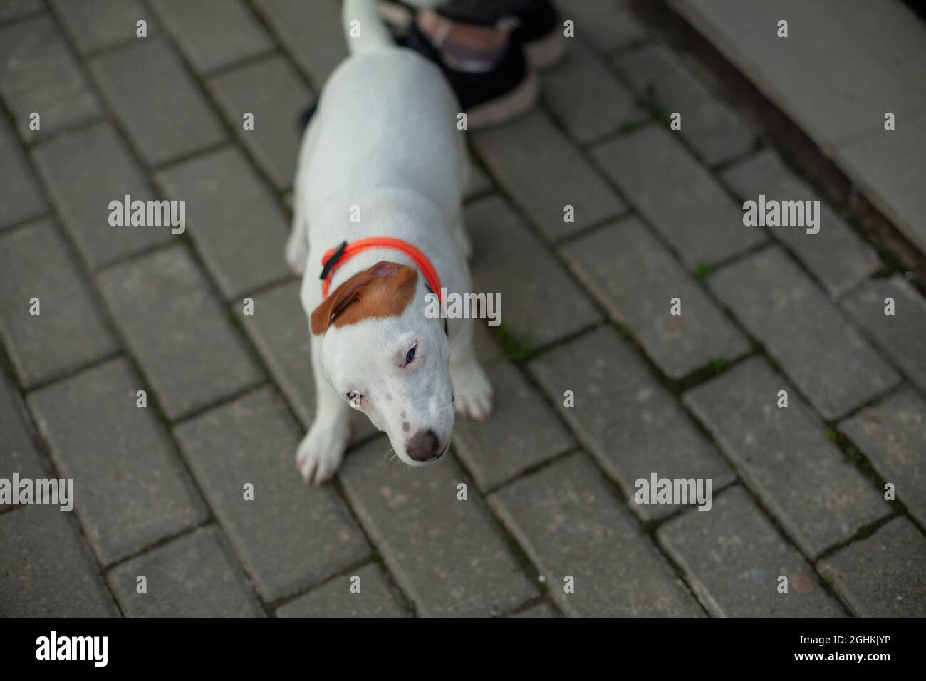 Jack scatter dog breed. Little pet. Dog for a walk. The animal is happy ...