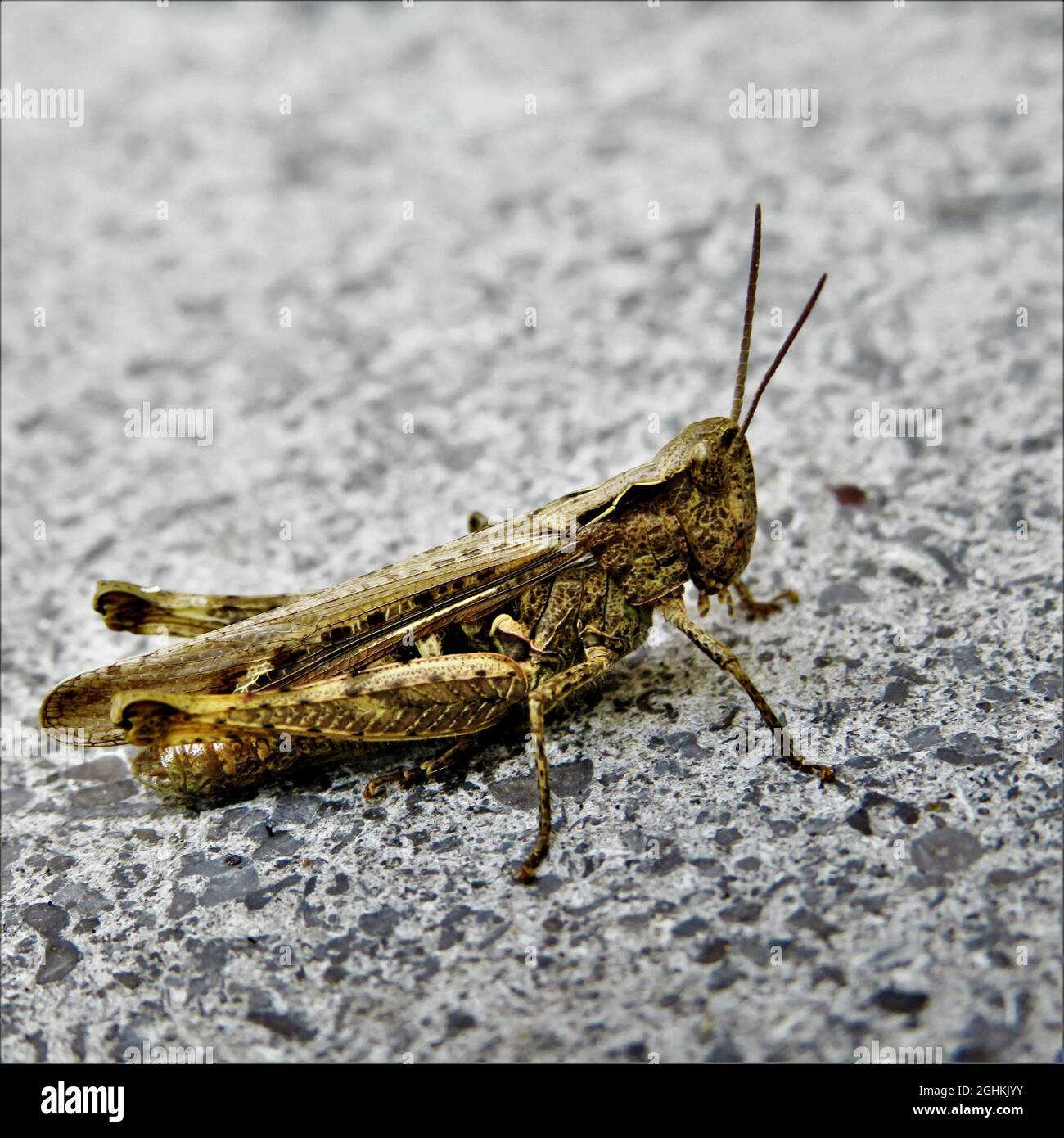 Vertical shot of brown grasshopper on a concrete surface Stock Photo ...