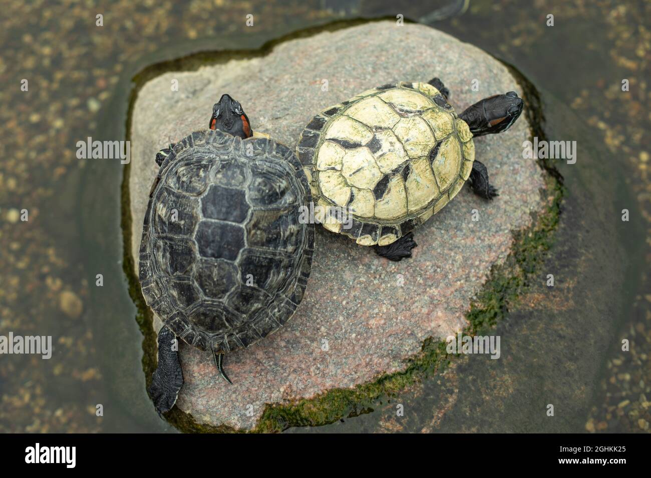 Two turtles on a stone. Turtles in the pond. Animals together Stock ...
