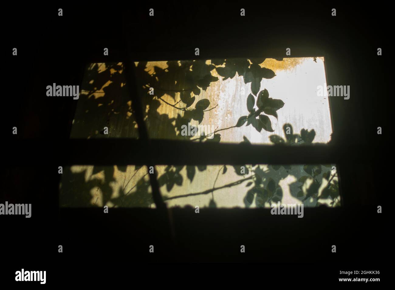 Plants outside a dirty window. Window on the old production. Gloomy ...