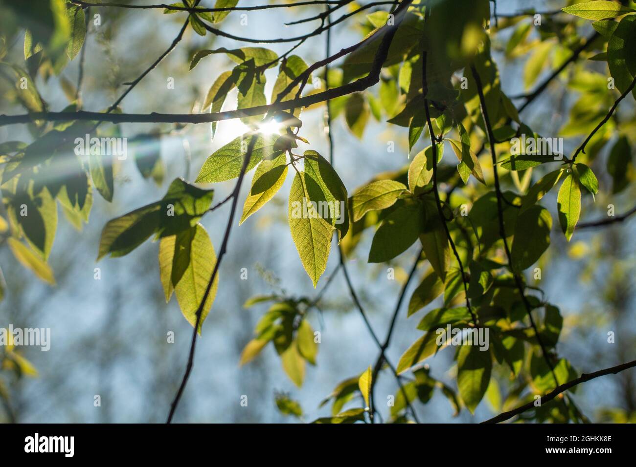 Plant in the rays of light. Natural background. The beauty of the ...