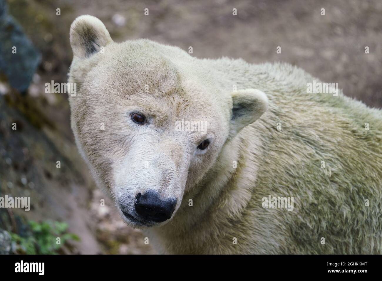 Dirty snow arctic hi-res stock photography and images - Alamy