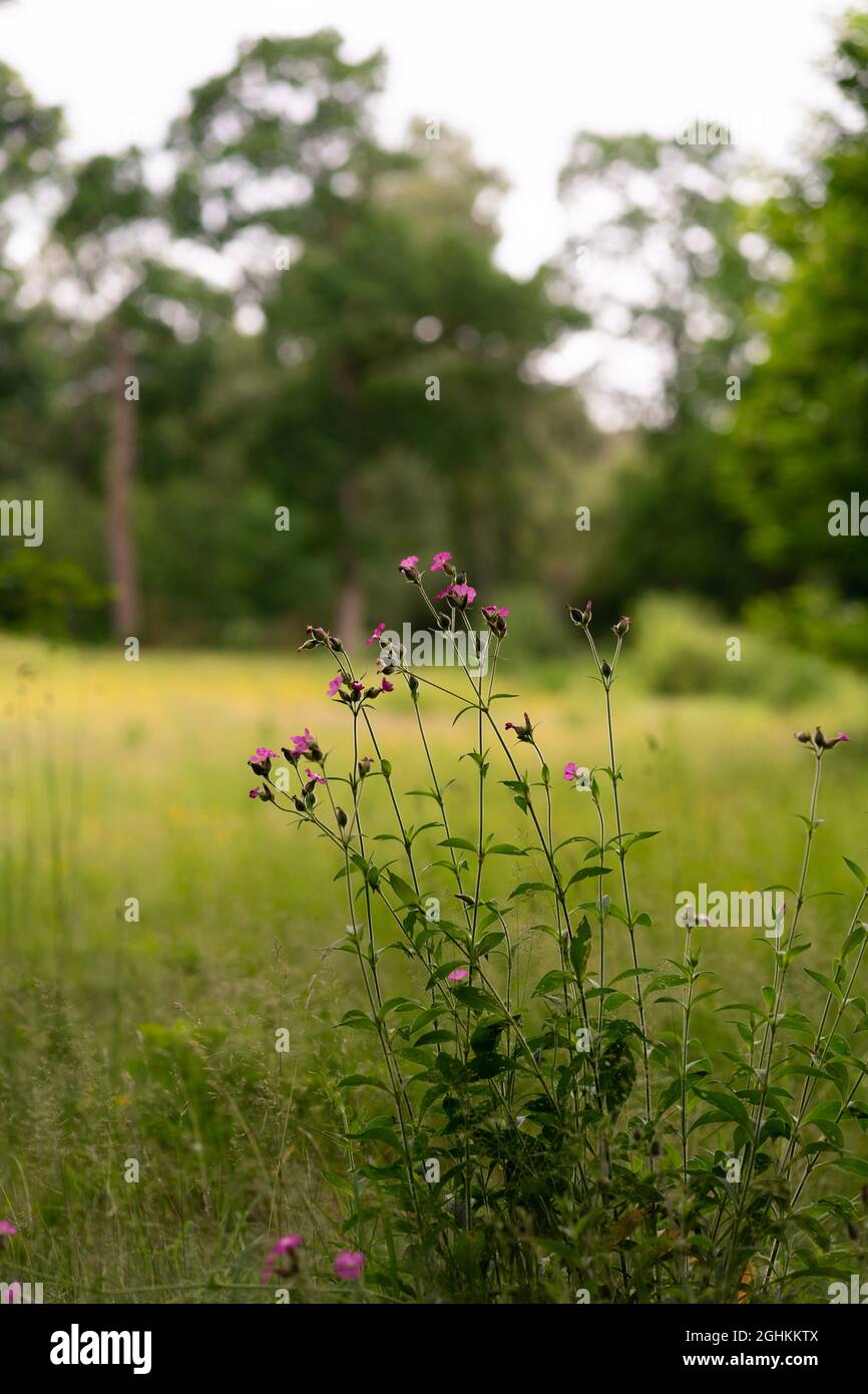 British countryside greenery, plans floweres etc, taken at midday Stock ...