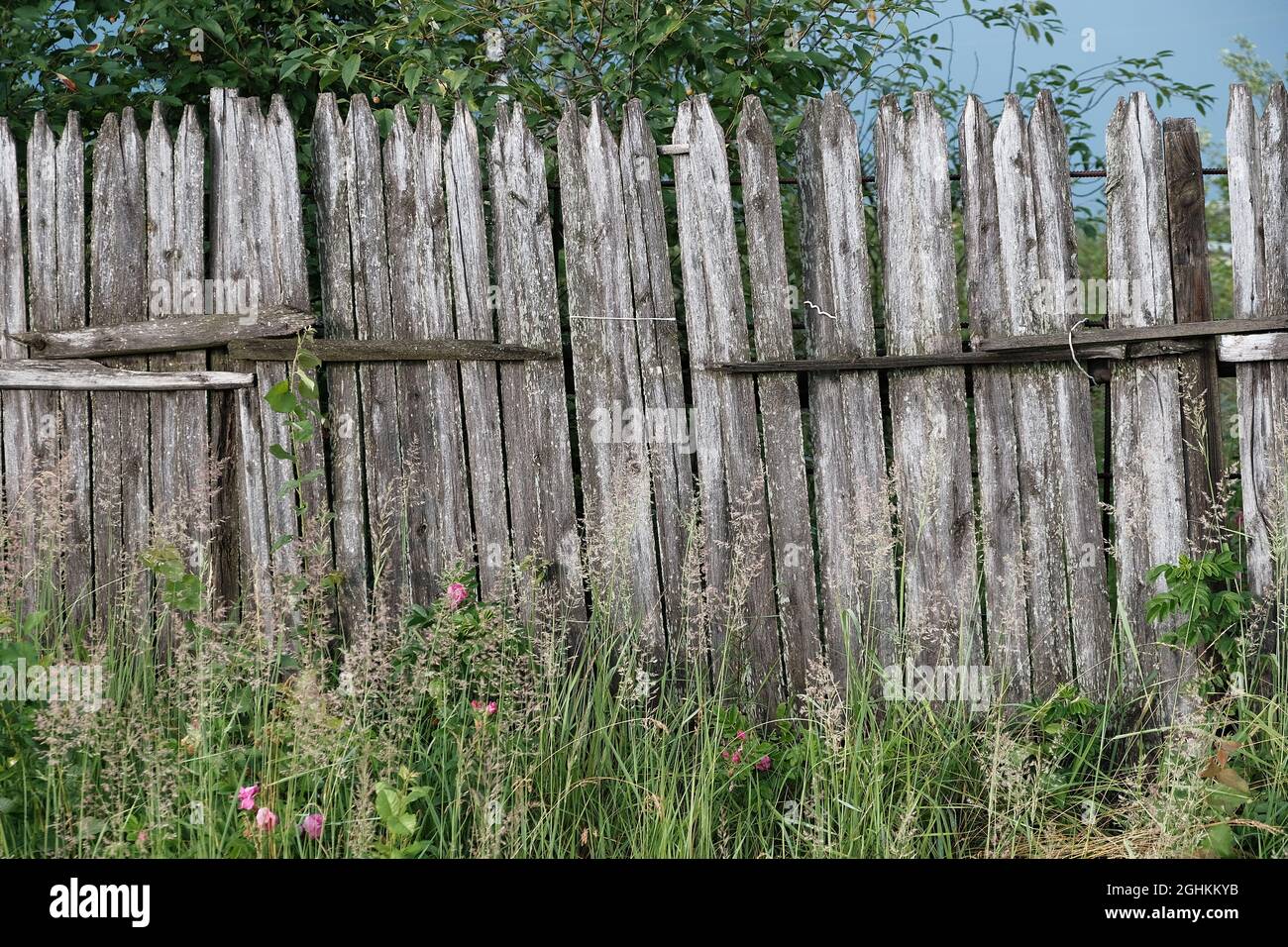 The old village wooden fence is overgrown with grass and flowers, front ...