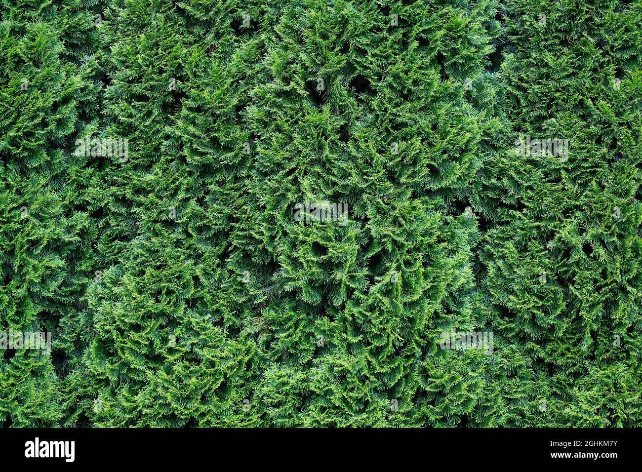 Thuja hedge close-up. Green summer background Stock Photo - Alamy