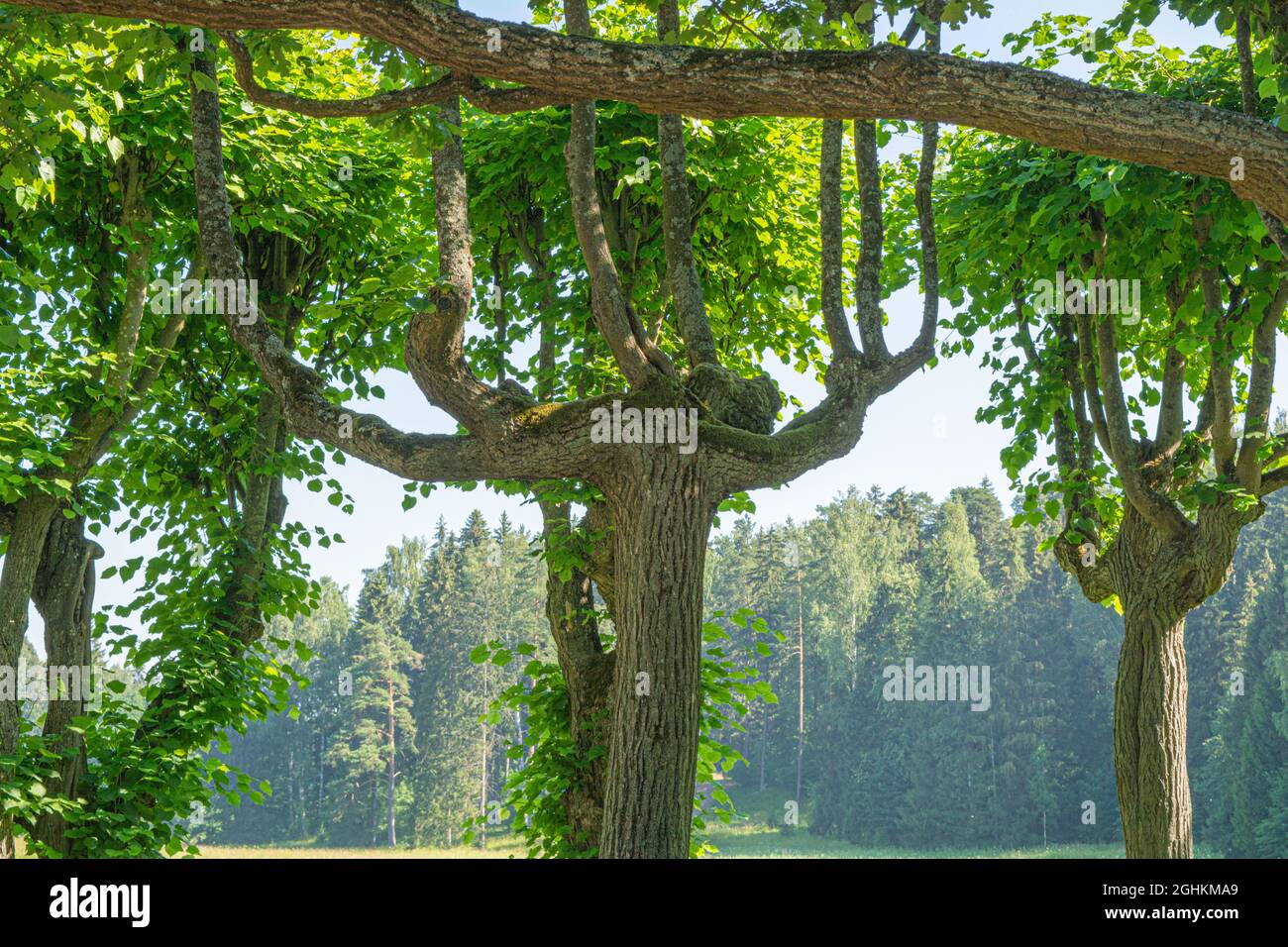 Old linden trees with long straight trunks and branches bent up like ...
