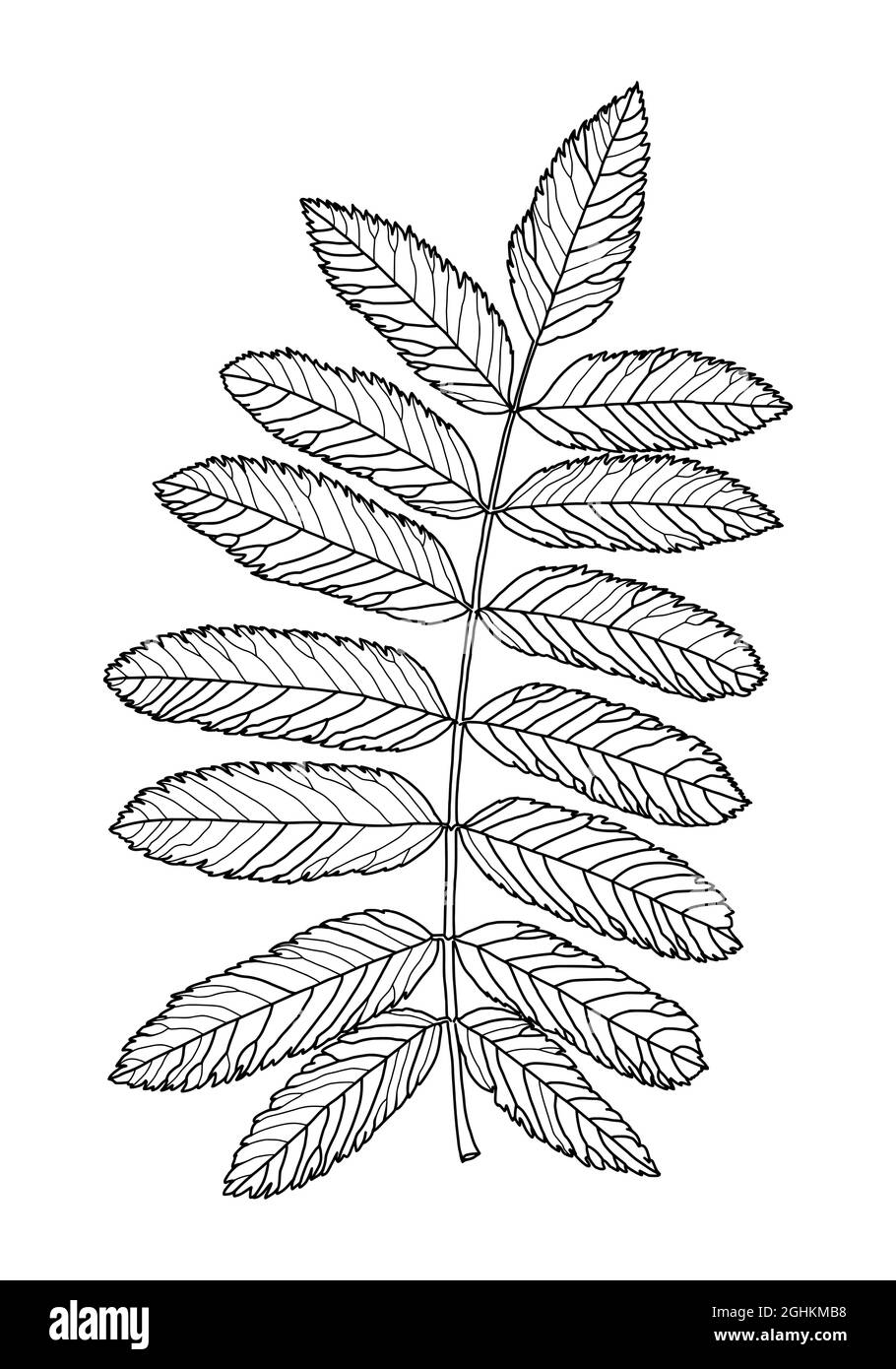 Linear graphic drawing of rowan leaves with veins isolated on white ...
