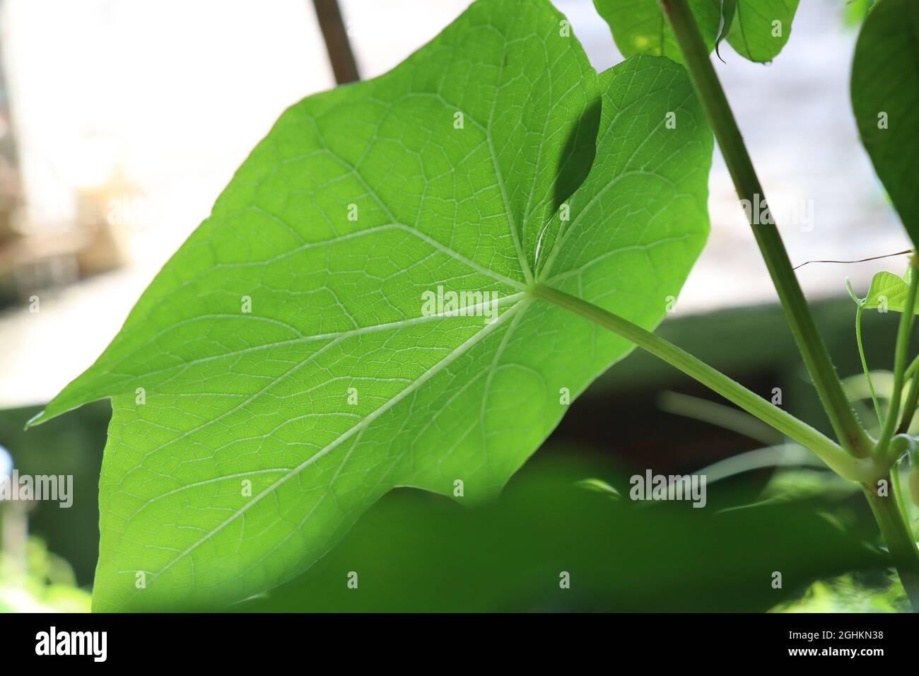 Back side of leaf hi-res stock photography and images - Alamy