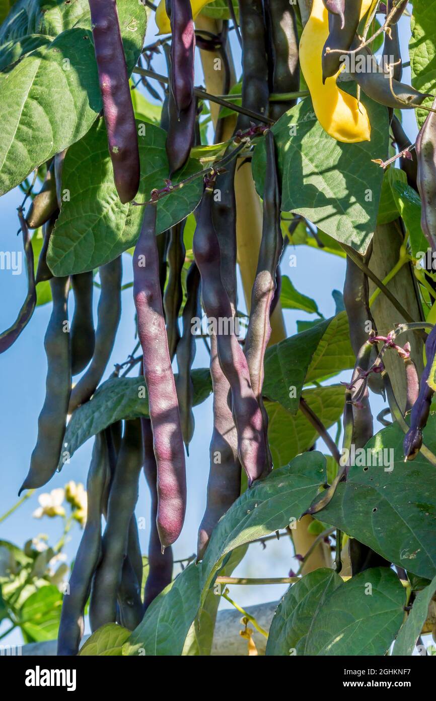 Mangetout pods hi-res stock photography and images - Alamy