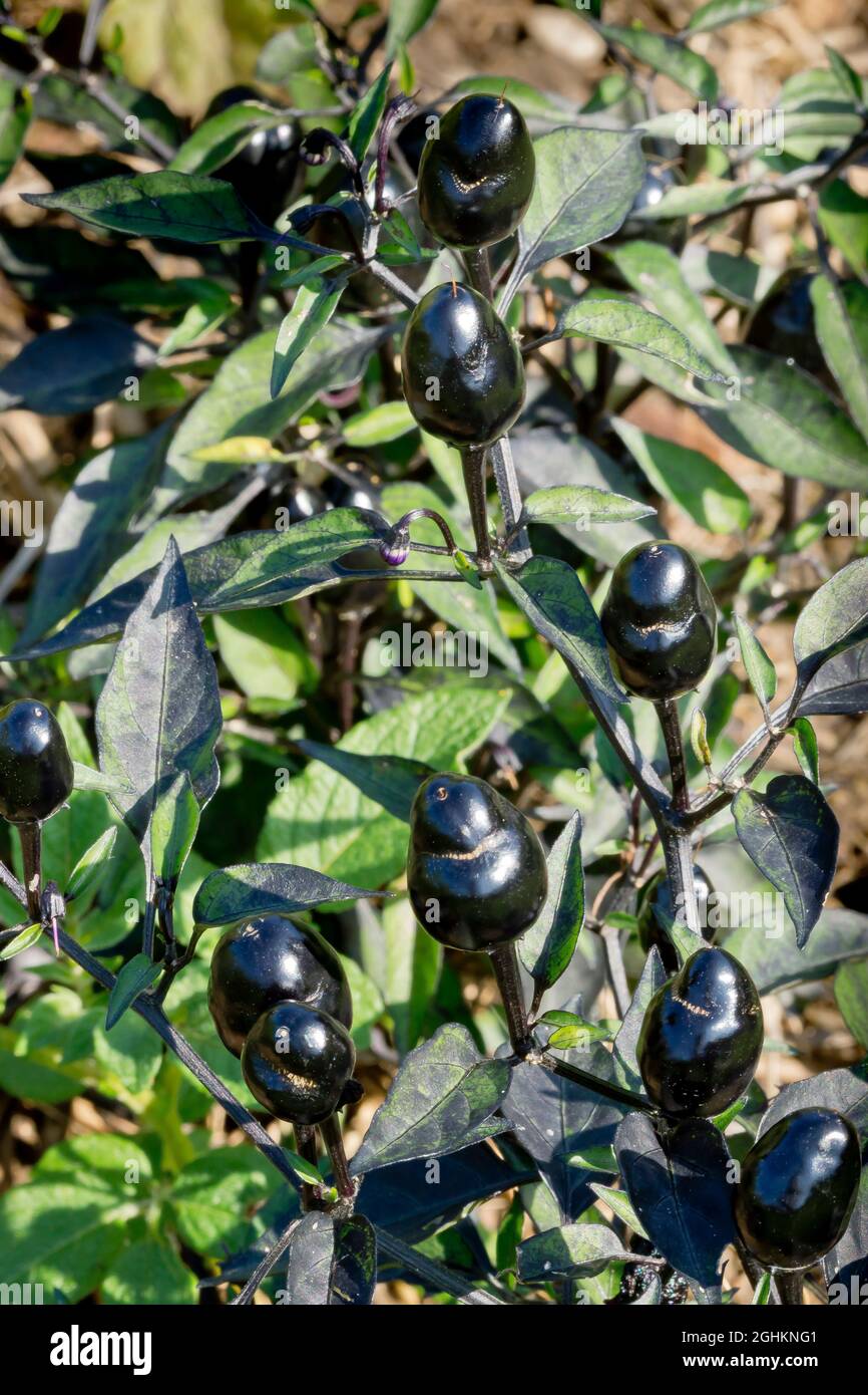 Piment Capsicum Annuum 'Nigra' Stock Photo - Alamy