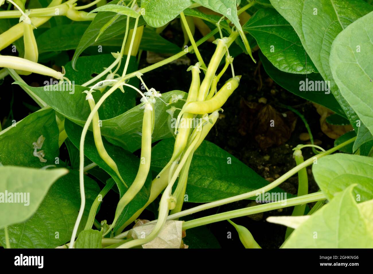 Haricot nain 'Aramis' Stock Photo - Alamy