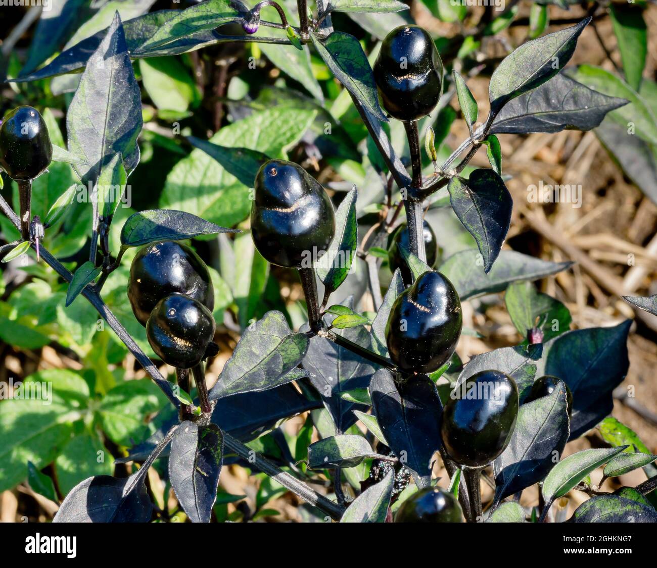 Piment Capsicum Annuum 'Nigra' Stock Photo - Alamy