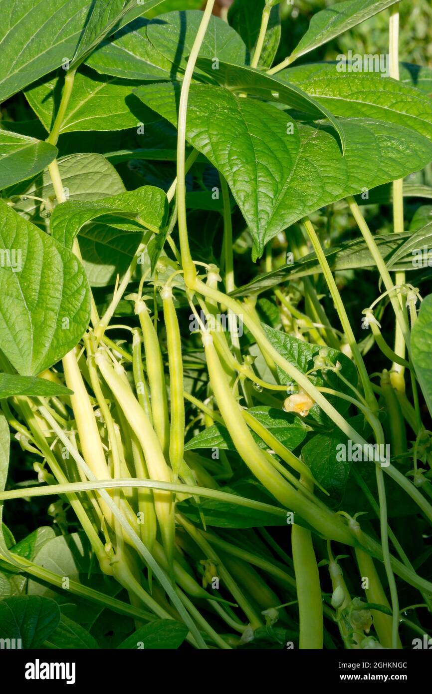 Haricot nain 'Aramis' Stock Photo - Alamy