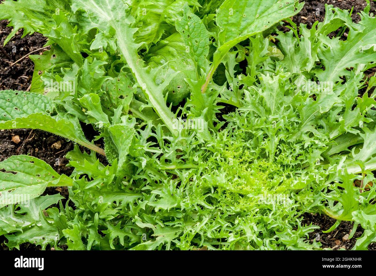 Endive chicory cichorium endivia hi-res stock photography and images ...