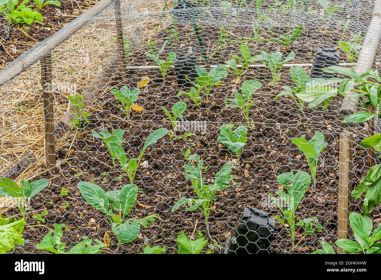 Culture sous protection de choux Stock Photo - Alamy