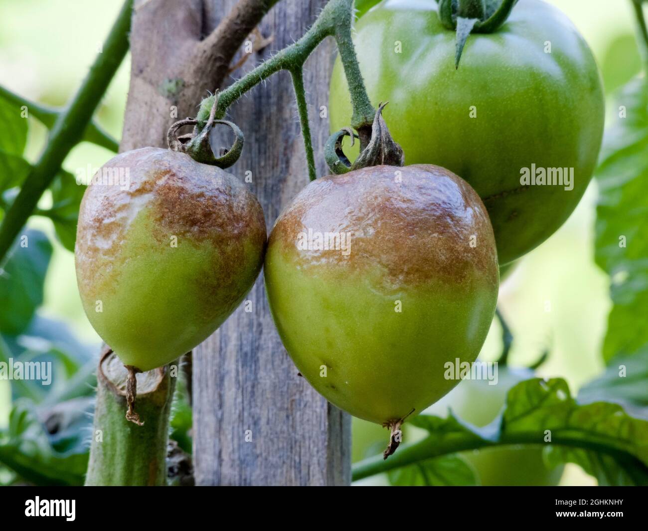 Botrytis de la Vigne (Botrytis cinerea) sur tomates Stock Photo - Alamy