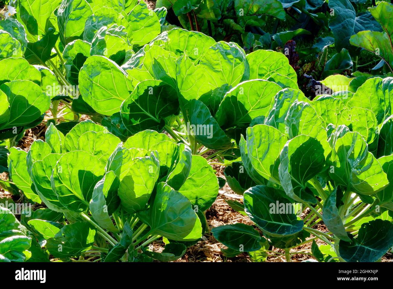 Chou de Bruxelles 'Veraline' Stock Photo - Alamy