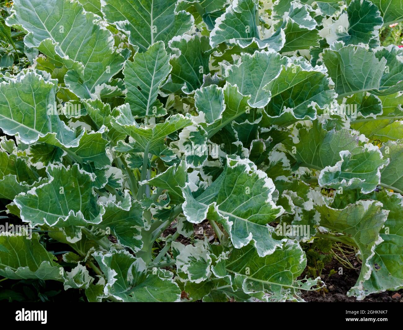 Brassica sp brassica oleracea hi-res stock photography and images - Alamy