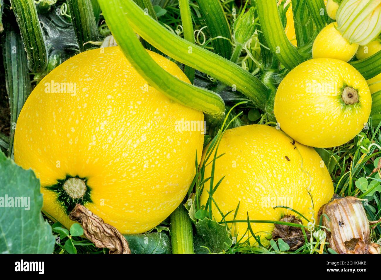 Courgette Floridor F1 Stock Photo - Alamy